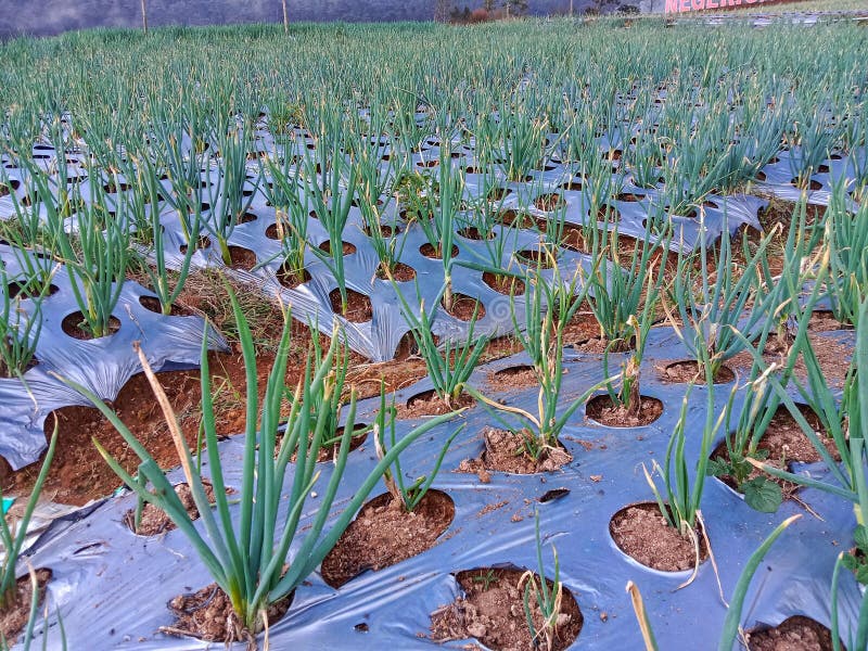 Photos of Leeks in Nature that Look Very Fresh Stock Image - Image of ...