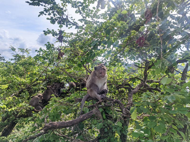 Photos, Monkeys in the Free and Trees Stock Image - Image of animal ...
