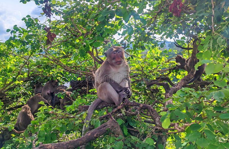 Photos, Monkeys in the Free and Trees Stock Image - Image of suckle ...