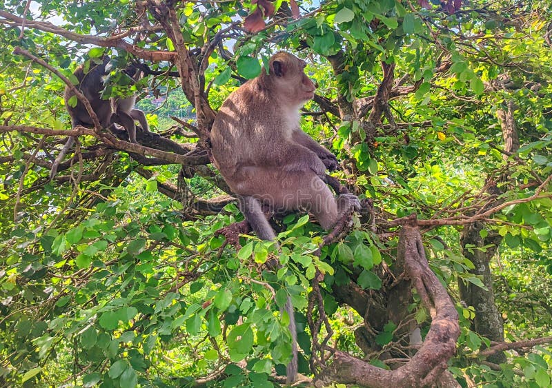 Photos, Monkeys in the Free and Trees Stock Photo - Image of trees ...