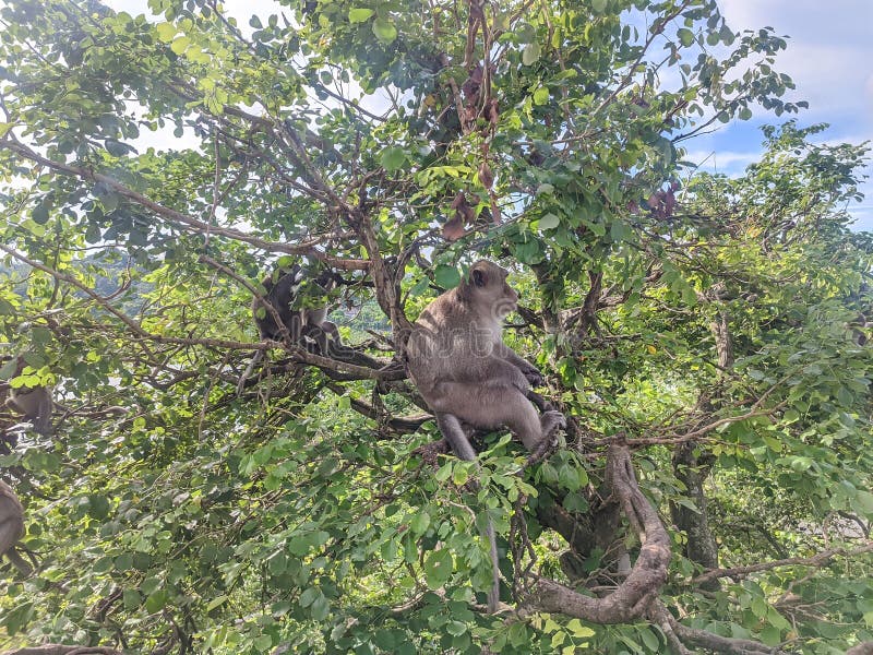 Photos, Monkeys in the Free and Trees Stock Photo - Image of trees ...