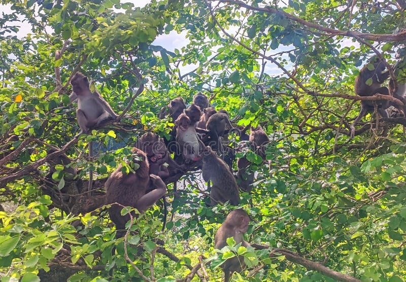Photos, Monkeys in the Free and Trees Stock Photo - Image of tropics ...