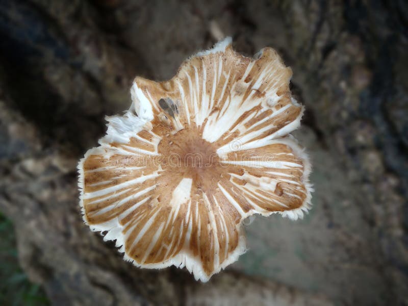 Photos of Multi-colored Tiny Mushrooms with Physical and Floral-like ...