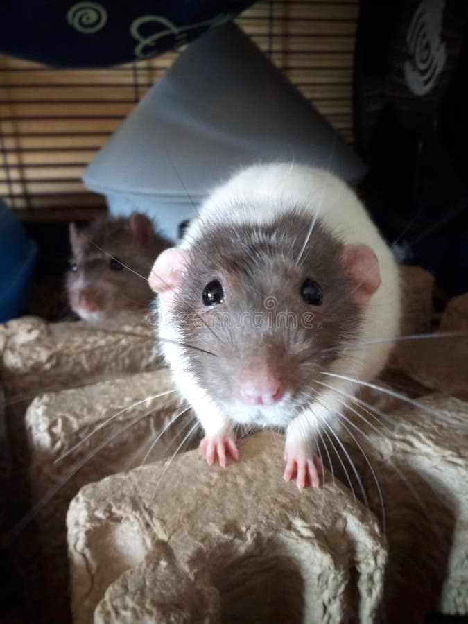 Pet rats stock image. Image of rats, cute, tame - 120317333