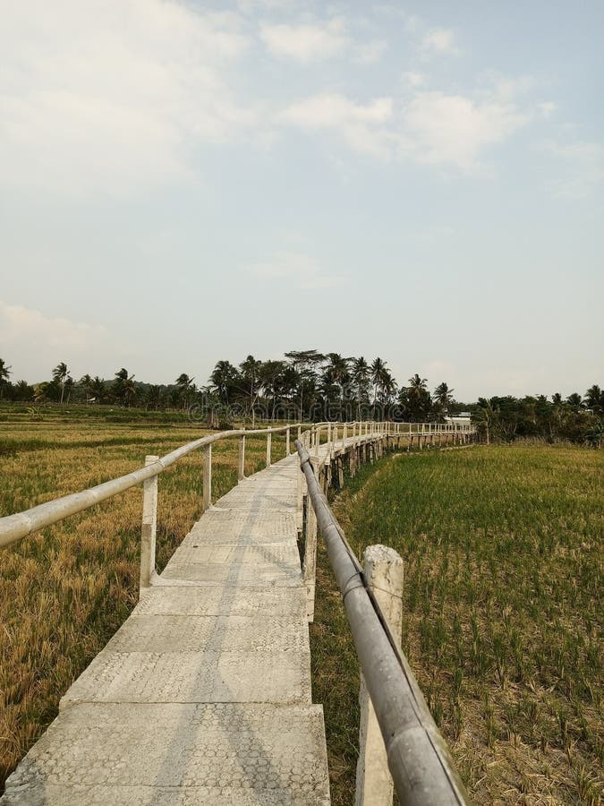 Photos of Natural Landscapes with the Theme of Rice Fields and Roads in ...
