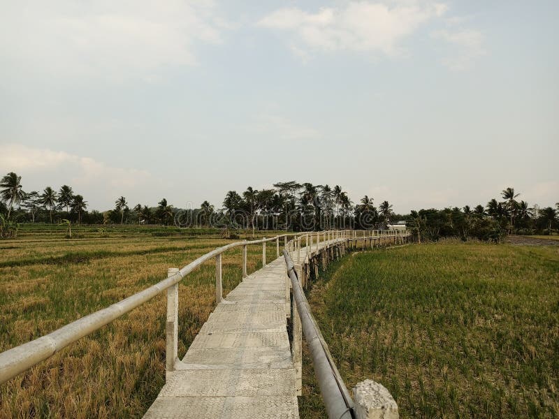 Photos of Natural Landscapes with the Theme of Rice Fields and Roads in ...