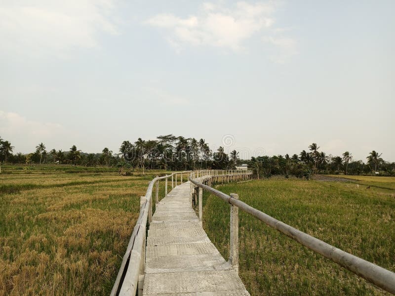 Photos of Natural Landscapes with the Theme of Rice Fields and Roads in ...