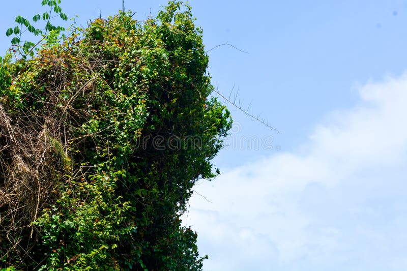 Photos of Natural Scenery in the Form of a Fresh Forest Stock Photo ...