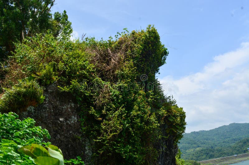 Photos of Natural Scenery in the Form of a Fresh Forest Stock Photo ...