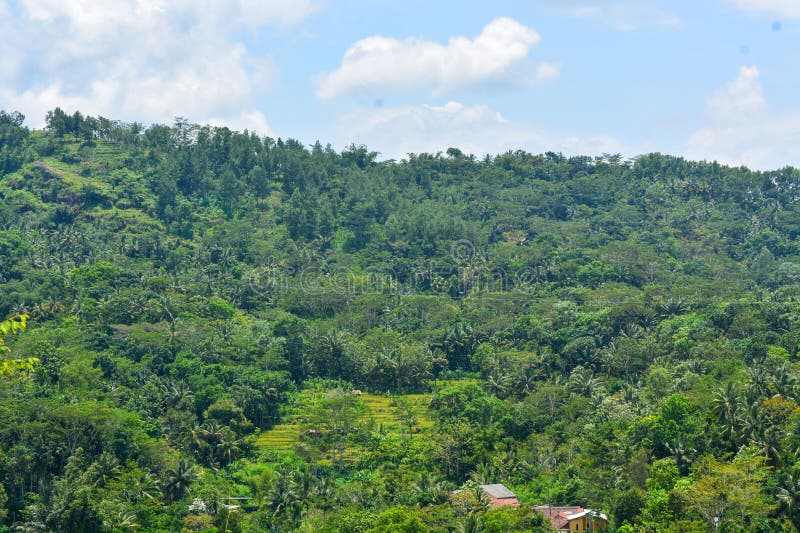 Photos of Natural Scenery in the Form of a Fresh Forest Stock Image ...