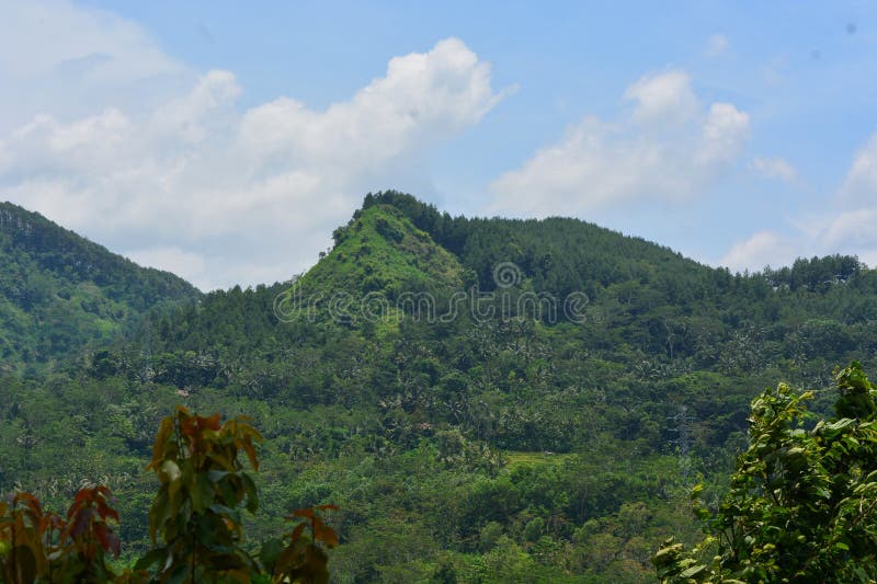 Photos of Natural Scenery in the Form of a Fresh Forest Stock Photo ...
