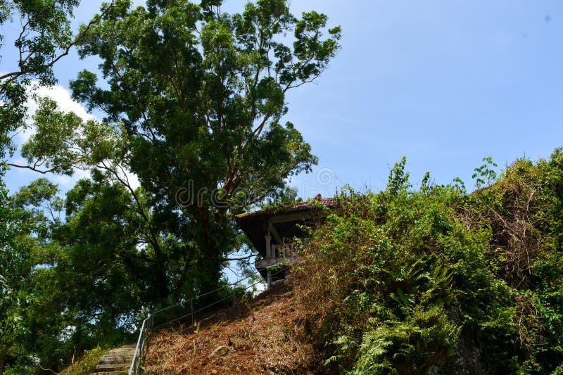 Photos of Natural Scenery in the Form of a Fresh Forest Stock Photo ...