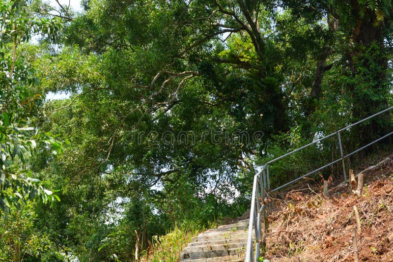 Photos of Natural Scenery in the Form of a Fresh Forest Stock Image ...