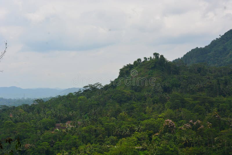 Photos of Natural Scenery in the Form of a Fresh Forest Stock Image ...