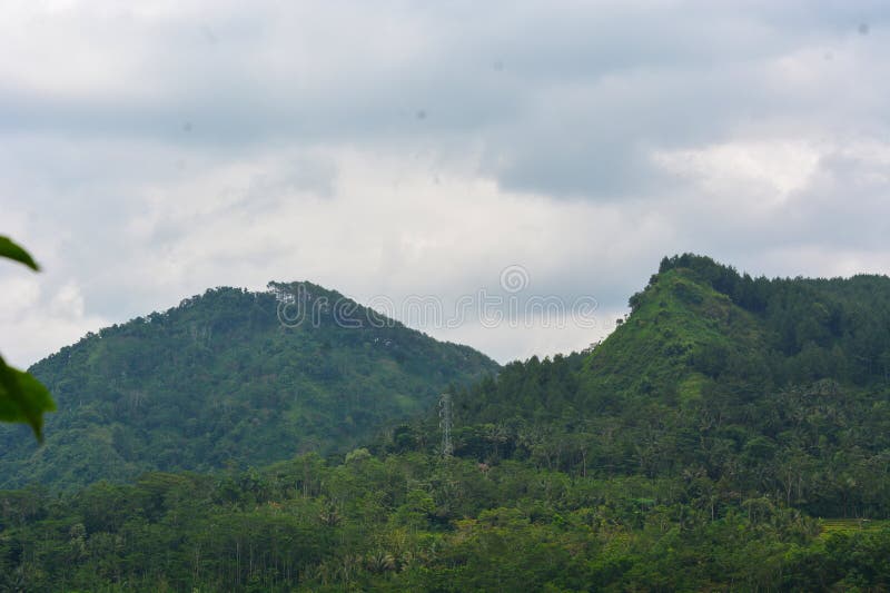 Photos of Natural Scenery in the Form of a Fresh Forest Stock Photo ...