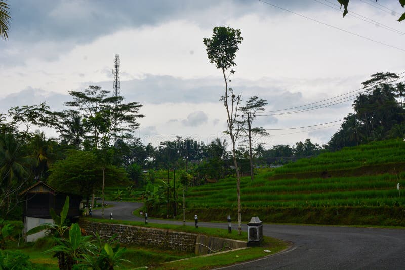 Photos of Natural Scenery in the Form of a Fresh Forest Stock Image ...