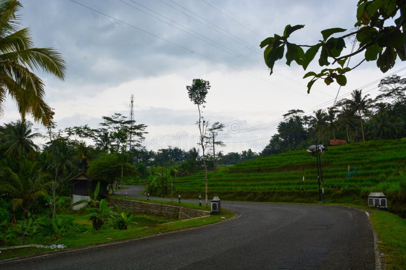 Photos of Natural Scenery in the Form of a Fresh Forest Stock Image ...