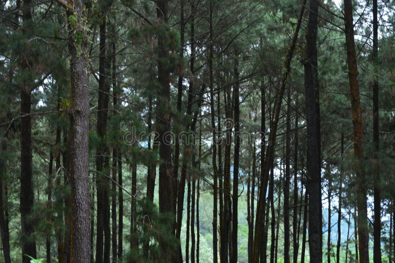 Photos of Natural Scenery in the Form of a Fresh Forest Stock Photo ...