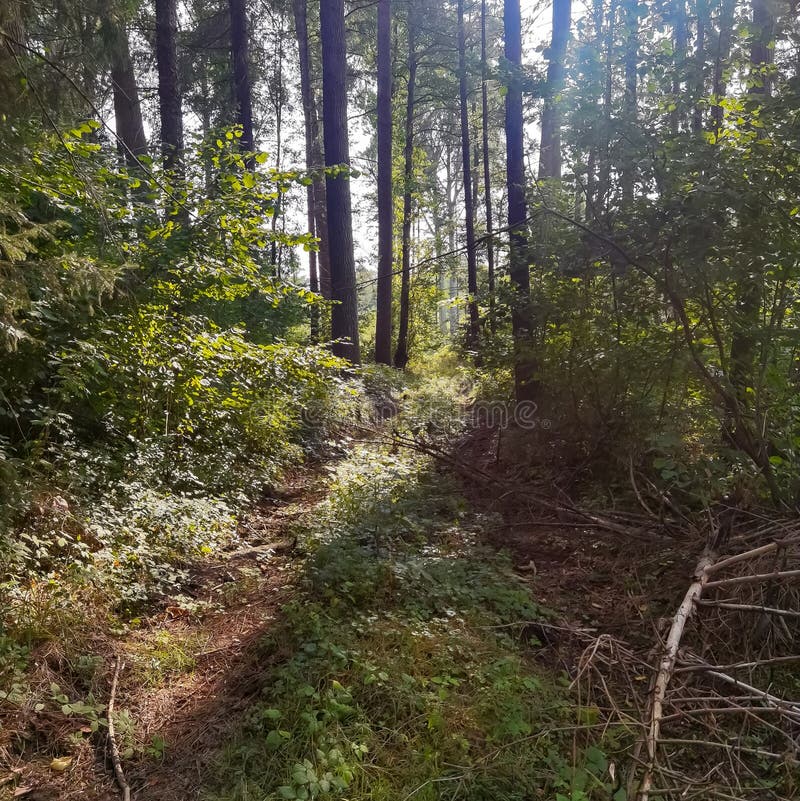 Photos of Nature in Northern Germany Stock Image - Image of tree, leaf ...