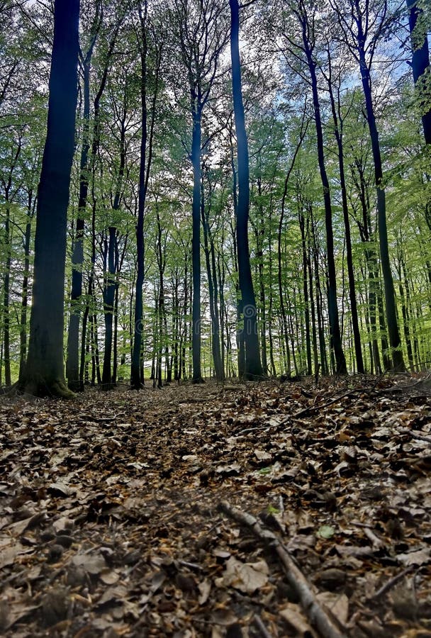 Photos of Nature in Northern Germany in Spring Stock Image - Image of ...
