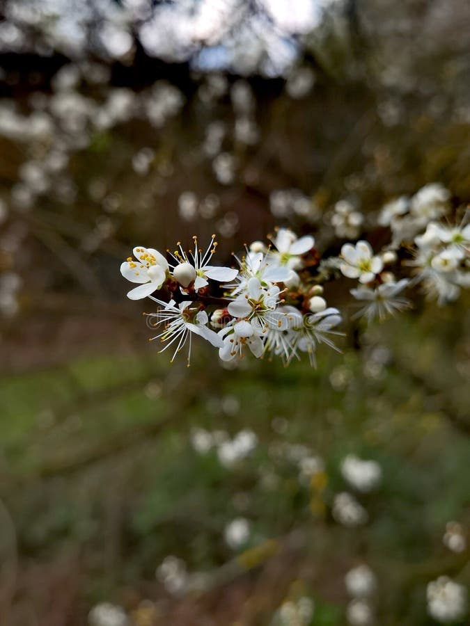 Photos of Nature in Northern Germany in Spring Stock Photo - Image of ...