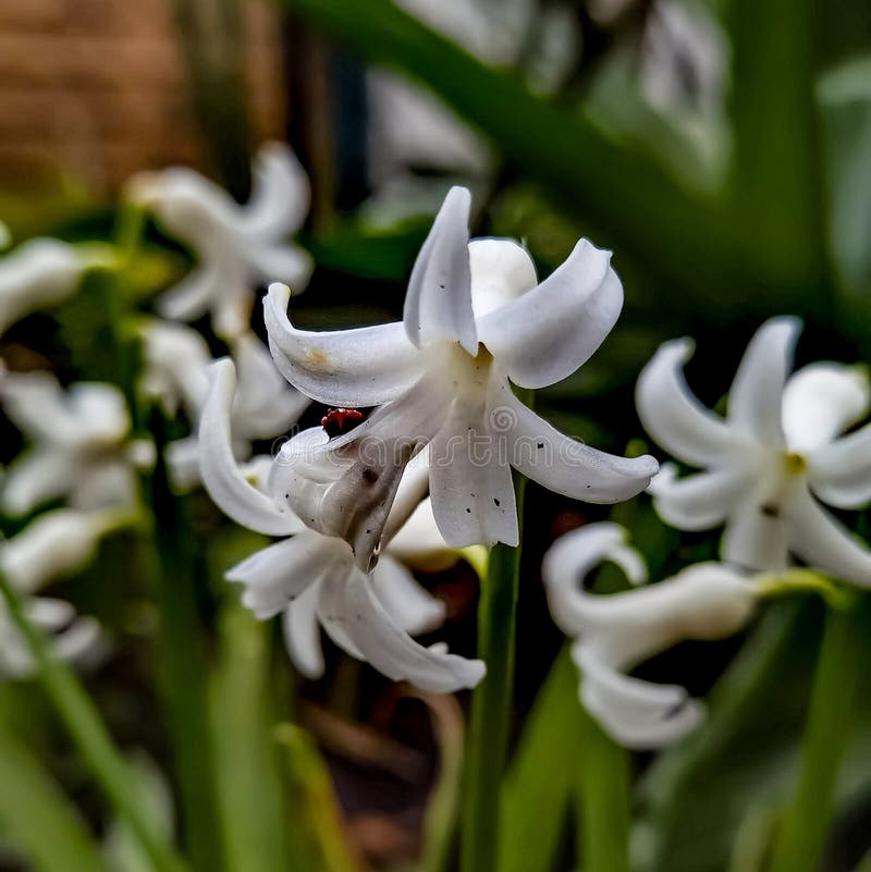 Photos of Nature in Northern Germany in Spring Stock Image - Image of ...