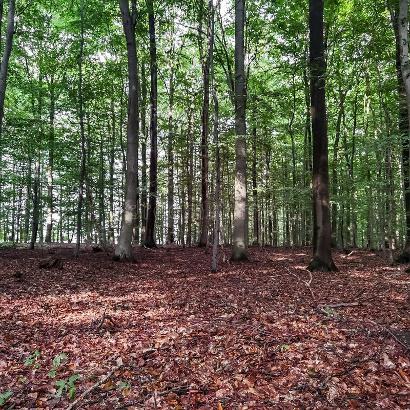Photos of Nature in Northern Germany in Summer Stock Photo - Image of ...