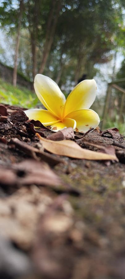 Photos of Open Nature Flowers and Trees Stock Image - Image of motion ...