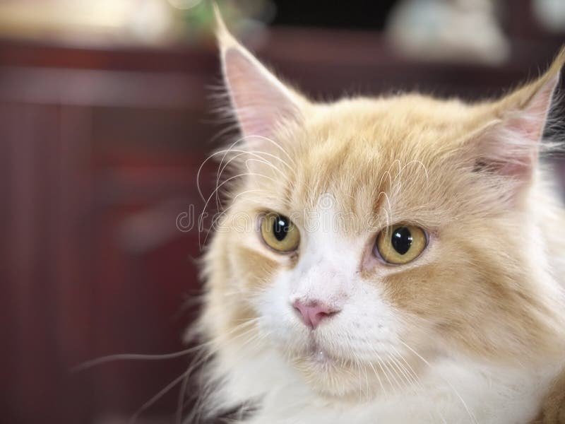 Photos Portrait Du Chat Perse Hybride Image stock - Image du chat ...