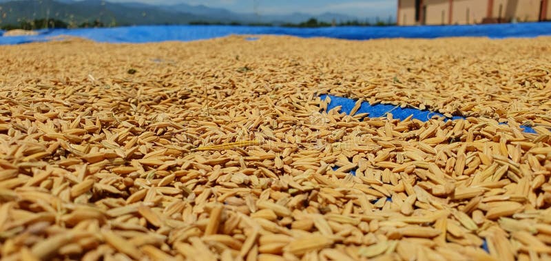Photos of Rice Basking Under the Scorching Sun Stock Photo - Image of ...