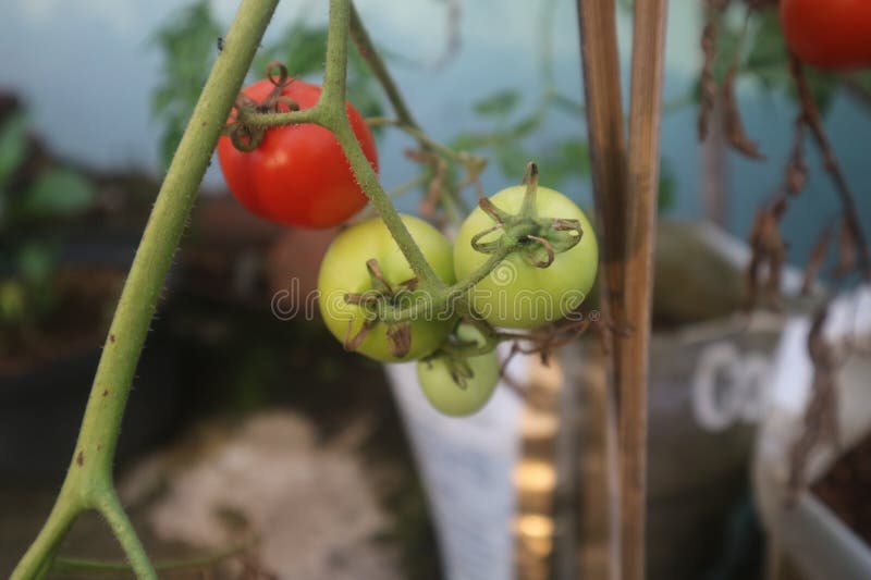 Photos of Ripe and Raw Tomatoes Stock Photo - Image of tomatto, fruit ...