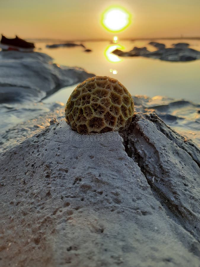 Beautiful Looking Conch Shells Stock Photo - Image of soil, water ...