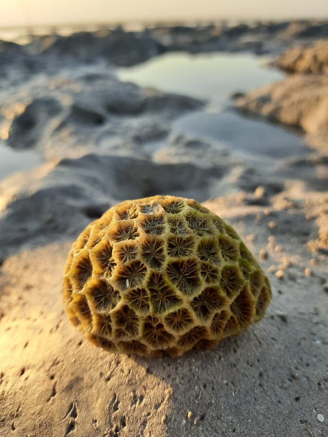 Beautiful Looking Conch Shells Stock Photo - Image of soil, sunlight ...