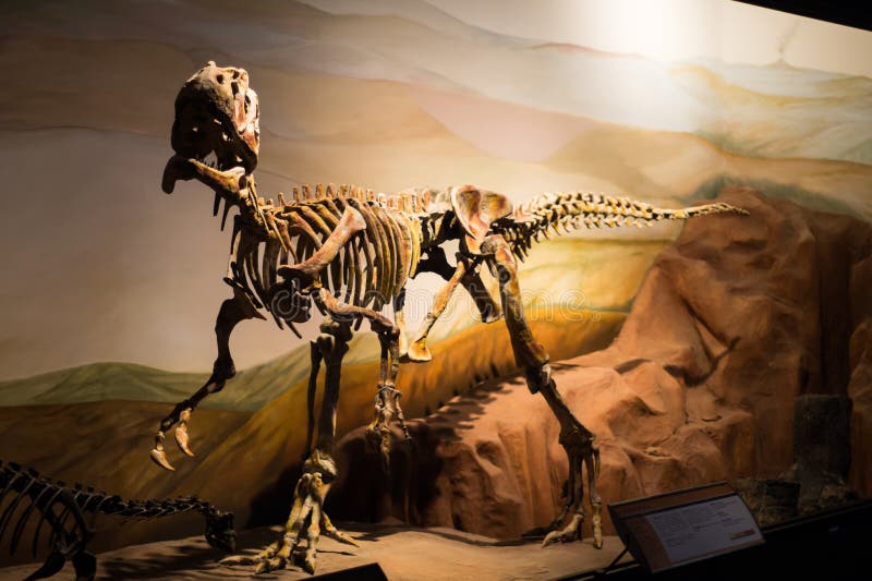 Photos of Some Dinosaur Fossils Replicas Editorial Stock Image - Image ...