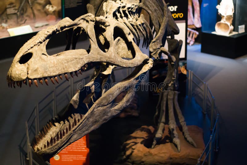 Photos of Some Dinosaur Fossils Replicas Editorial Stock Photo - Image ...