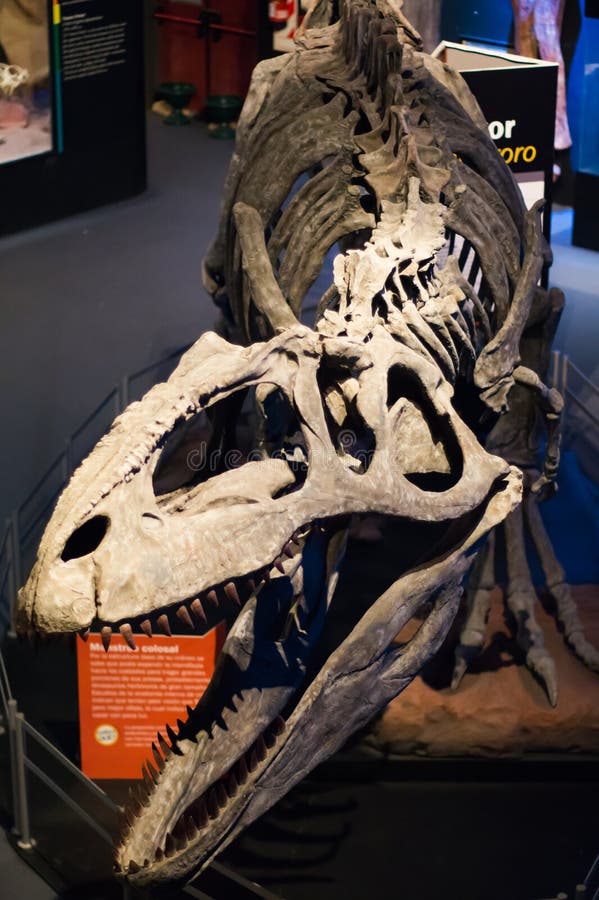 Photos of Some Dinosaur Fossils Replicas Editorial Stock Photo - Image ...