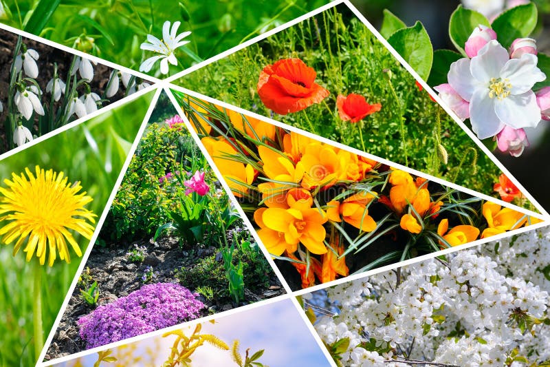 Photos of Spring Garden Flowers. Collage Stock Image - Image of ...