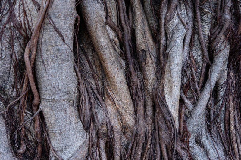 Photos of the Surface of the Trunk of a Large Tree with Roots Inserted ...