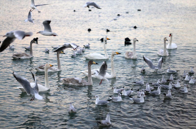 Photos of Swans and Seagulls Stock Image - Image of sand, river: 271628035