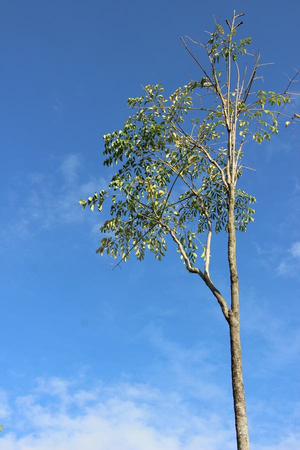 Photos with Tree in the Foreground with a Background in the Sky. Stock ...