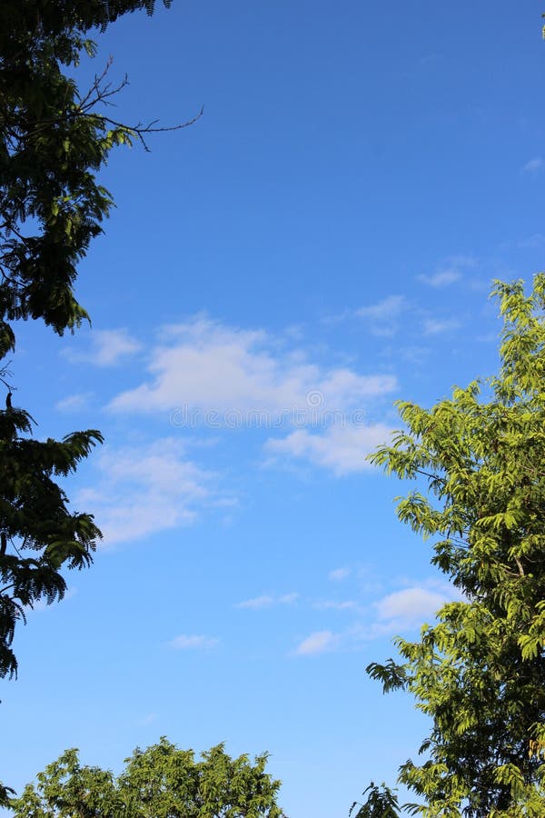 Photos with Tree in the Foreground with a Background in the Sky. Stock ...
