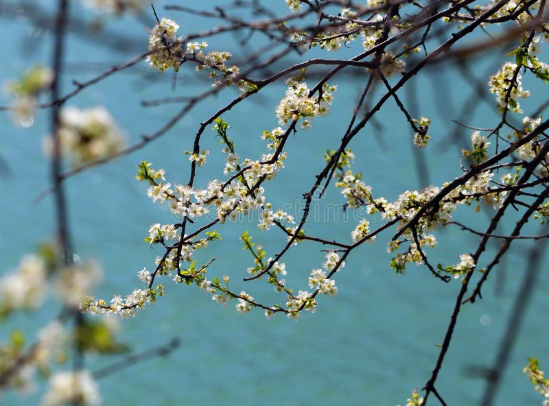 Photos of Trees Blooming this Spring Stock Image - Image of blooming ...