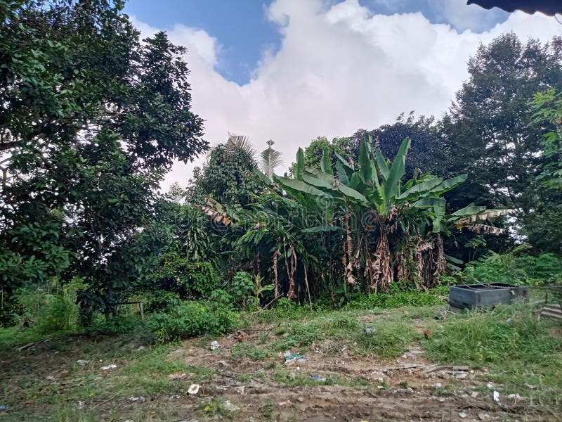 Photos of Trees in the Village that are Cool and Beautiful Stock Photo ...