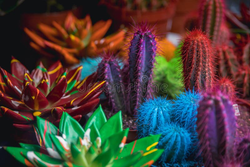 Photos of Various Colored Cacti Stock Image - Image of mini, background ...