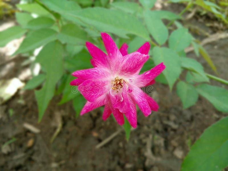 Photos of Various Tiny Multi-colored Flowers Blooming Around My Yard ...