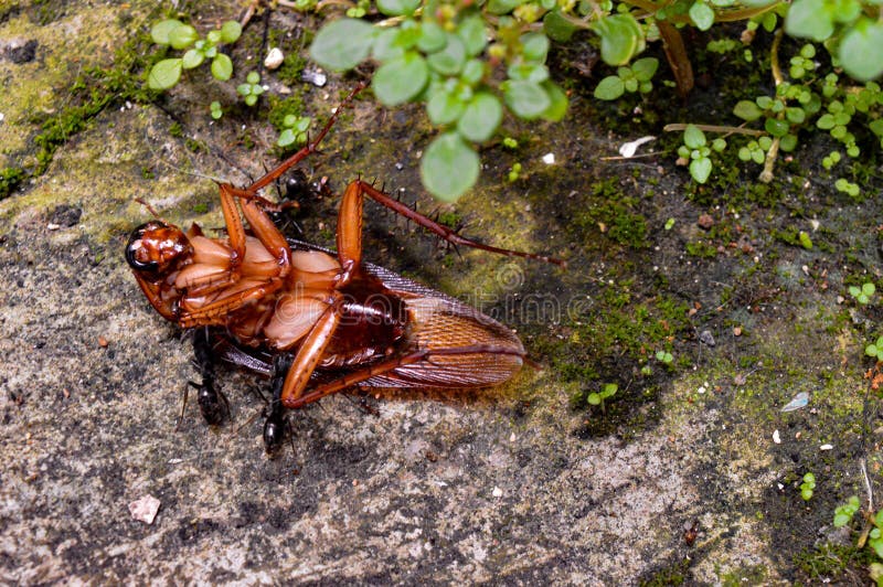 Photos of Various Types of Insects Stock Image - Image of wildlife ...