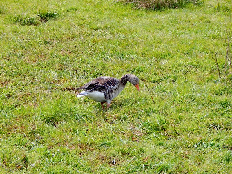 Photos of Various Wild Birds Stock Image - Image of verschiedenen ...