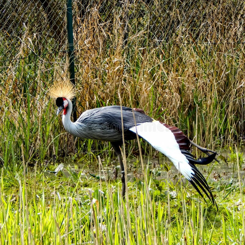 Photos of Various Wild Birds Stock Photo - Image of shorebird, wildlife ...