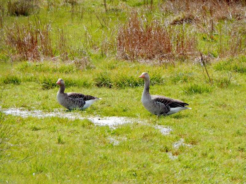 Photos of Various Wild Birds Stock Photo - Image of grassland, pasture ...