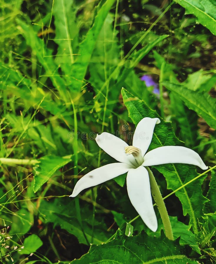 Hippobroma longiflora stock photo. Image of hippobroma - 259587592